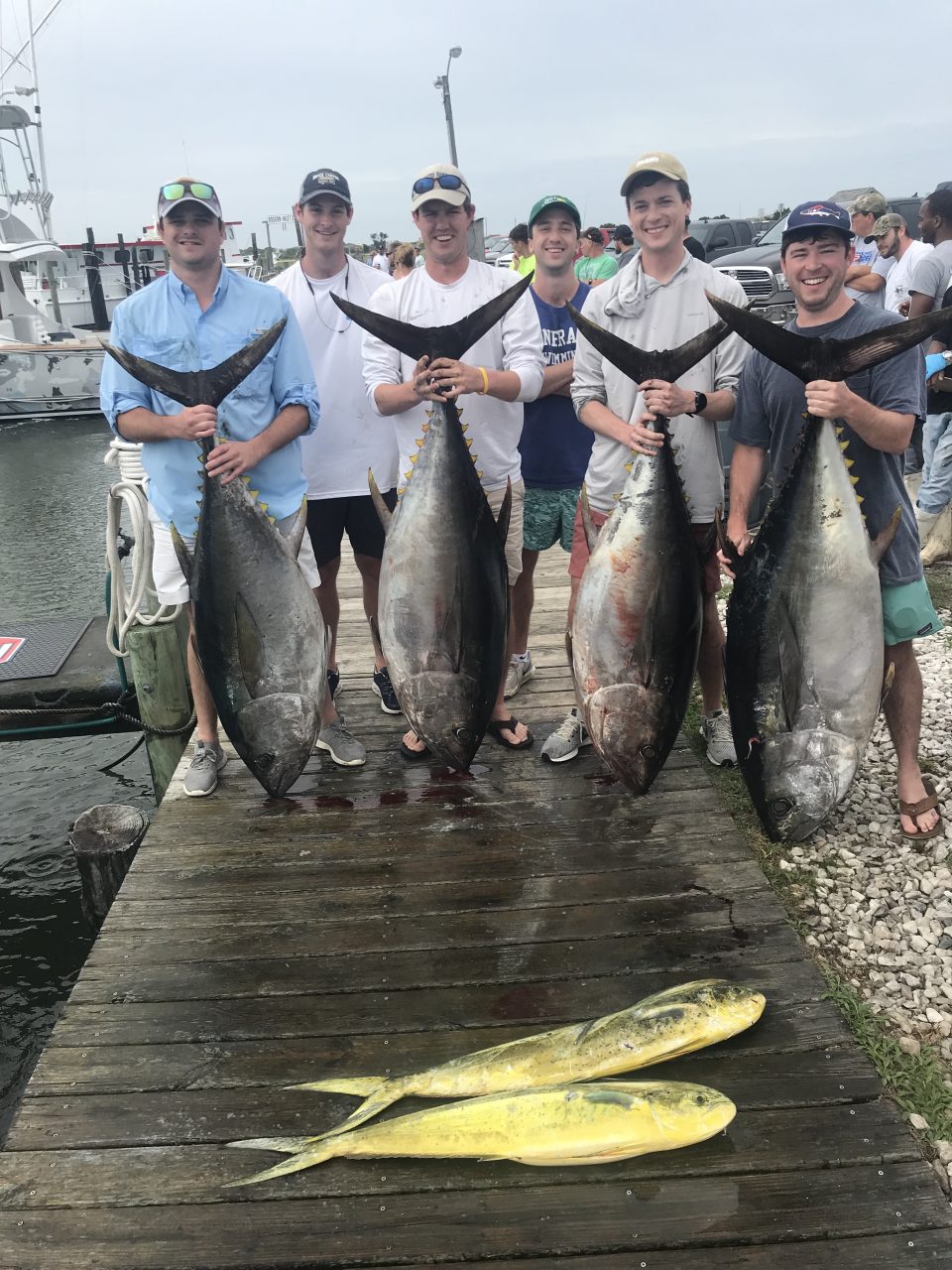  126 160 162 162 Big Eye Tuna Fish The Pelican